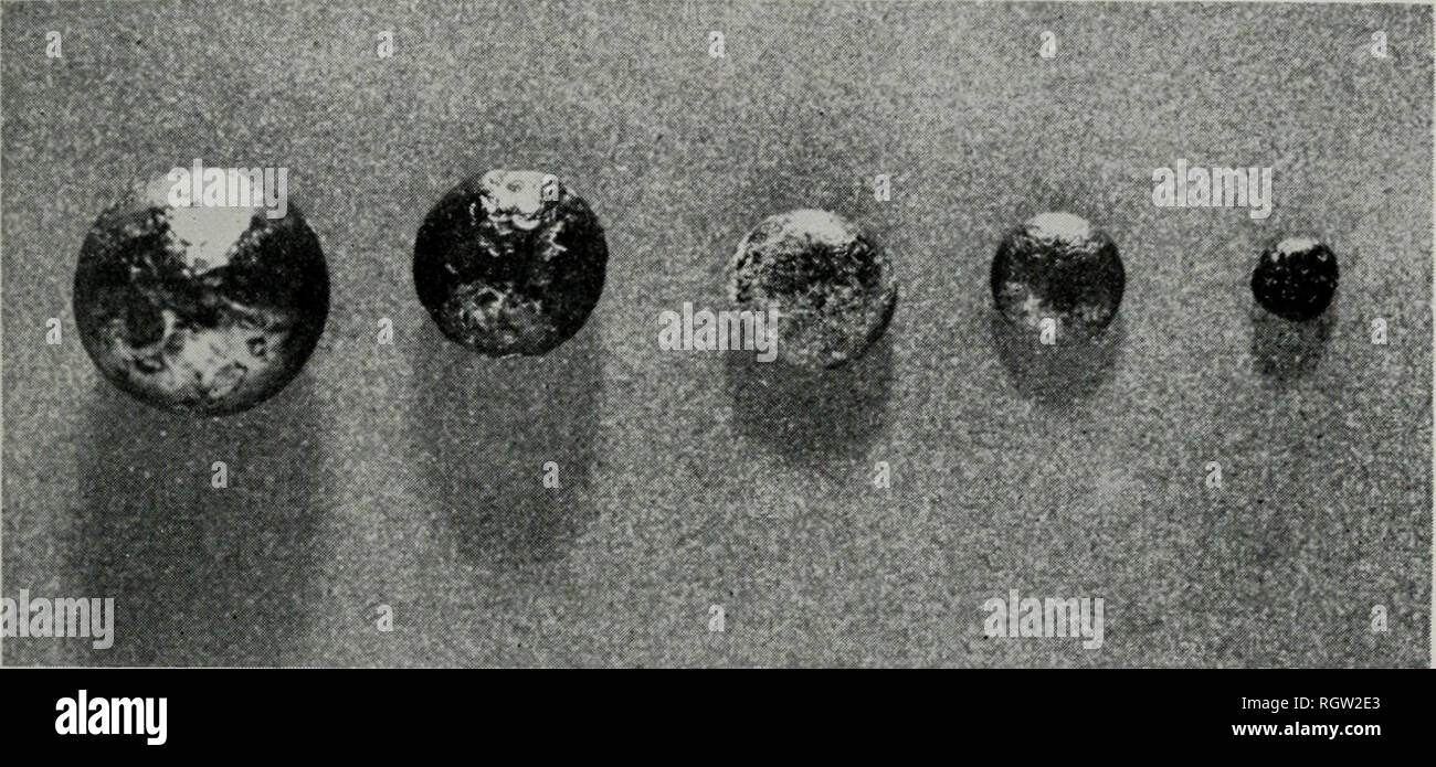 . Bulletin. Natural history; Natural history. May, 1959 Bellrose: Lead ...