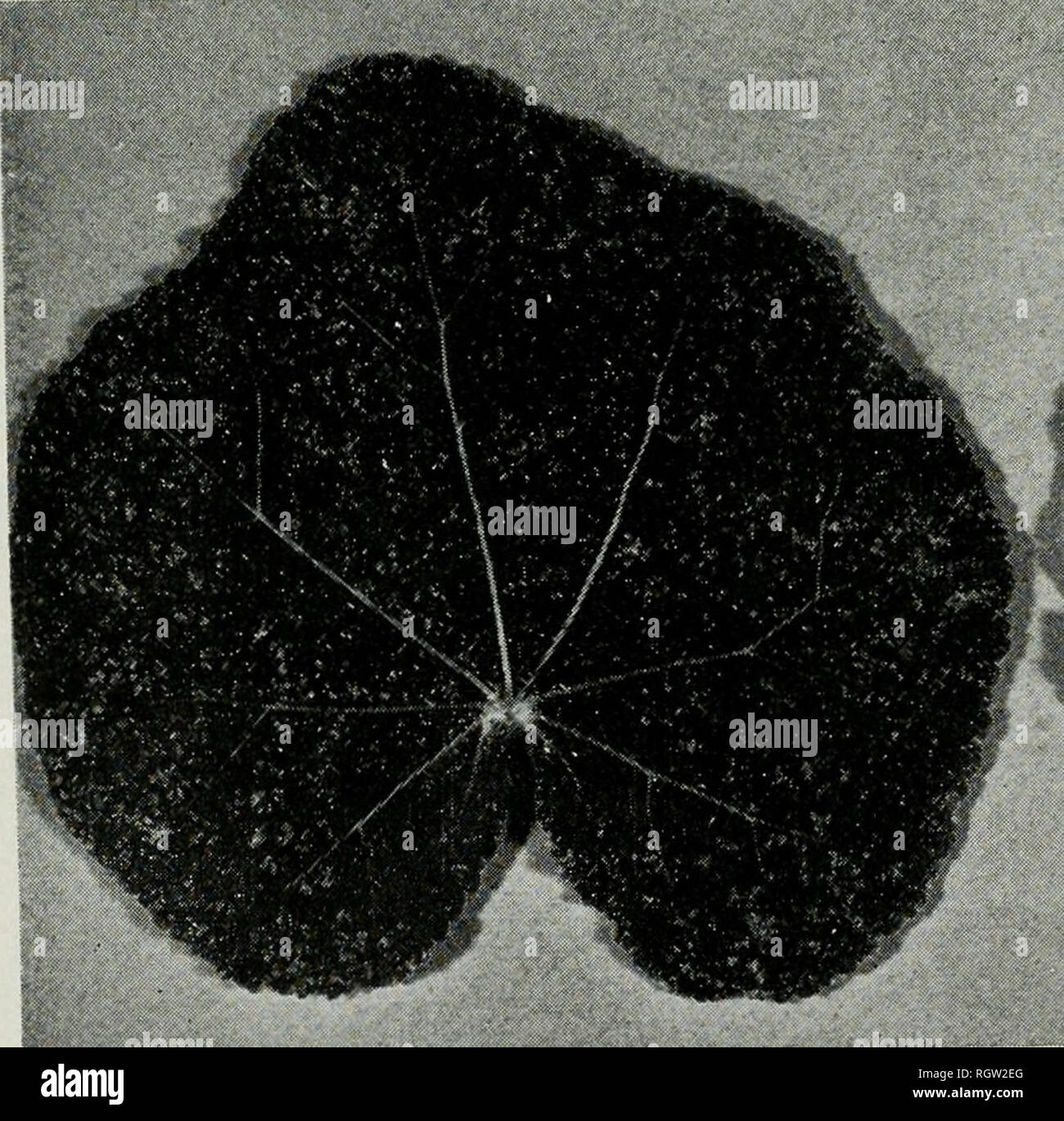 . Bulletin. Natural history; Natural history. Fig. 15.-Mirid injury ...