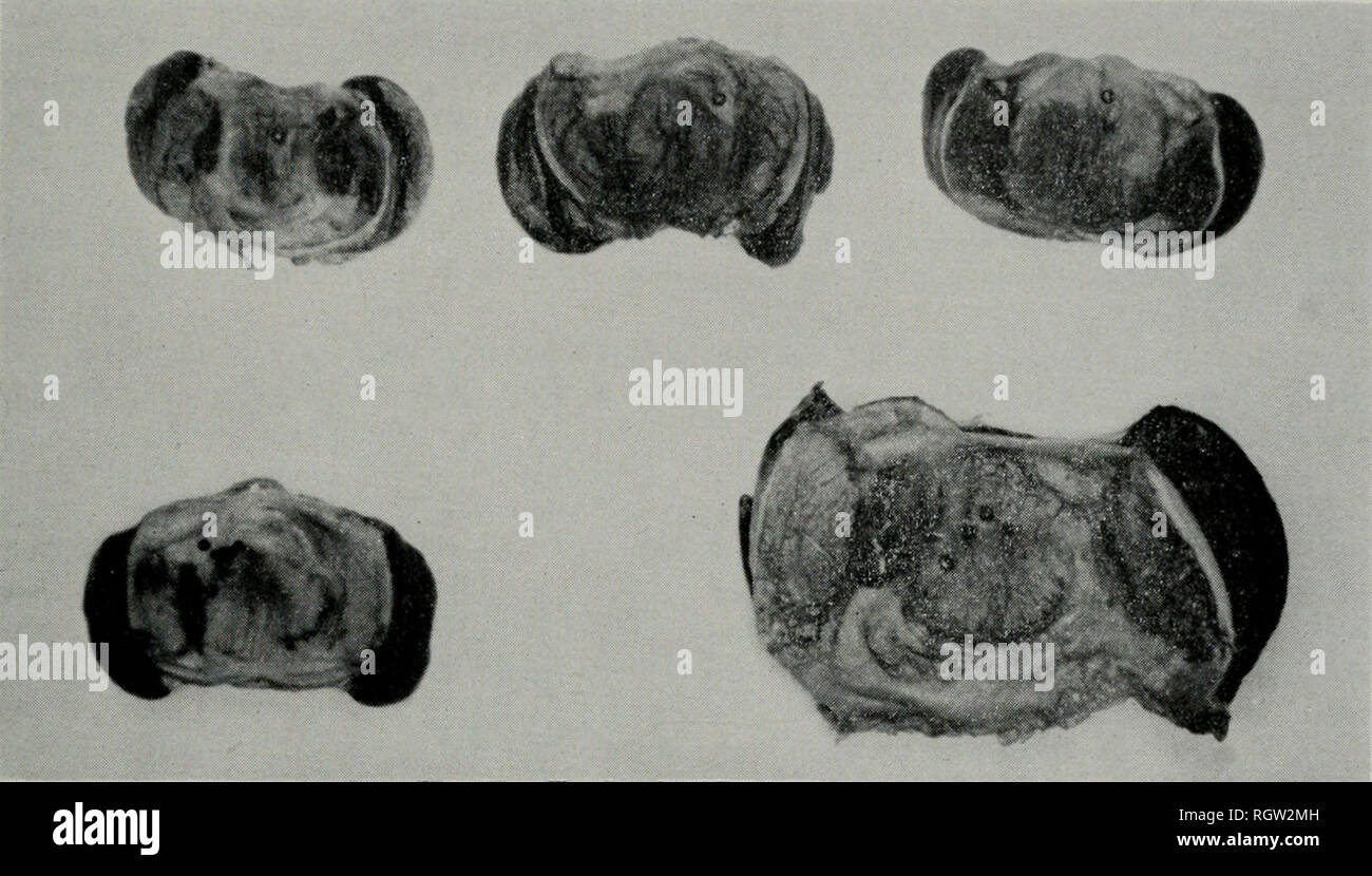 . Bulletin. Natural history; Natural history. May, 1959 Bellrose: Lead ...