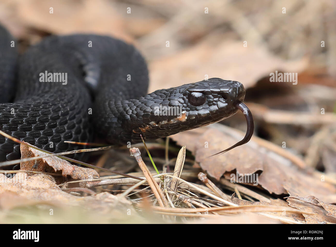 Adder snake toxic hi-res stock photography and images - Alamy
