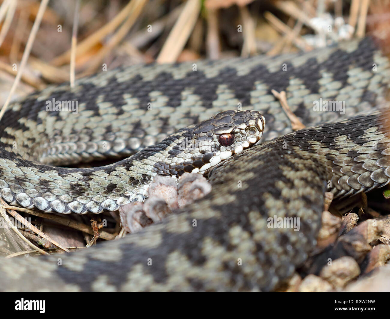 Adder snake toxic hi-res stock photography and images - Alamy