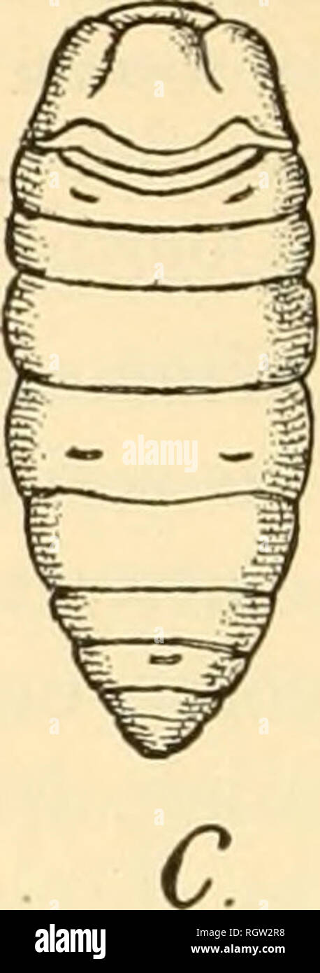 . Bulletin. Insects; Insect pests; Entomology; Insects; Insect pests ...