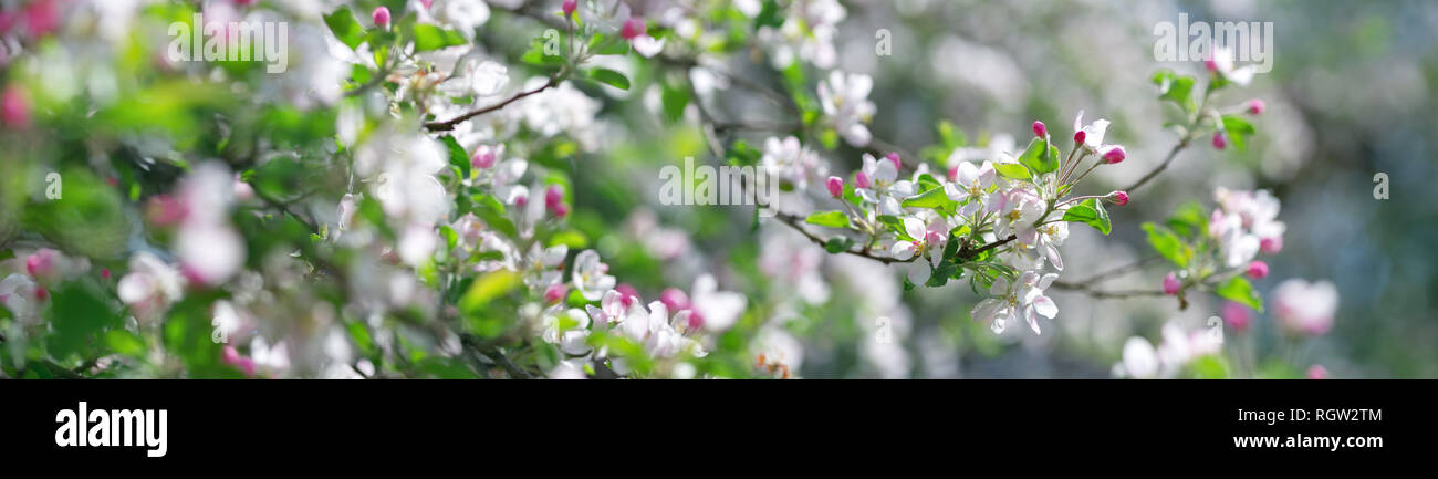 Blurred apple hi-res stock photography and images - Alamy