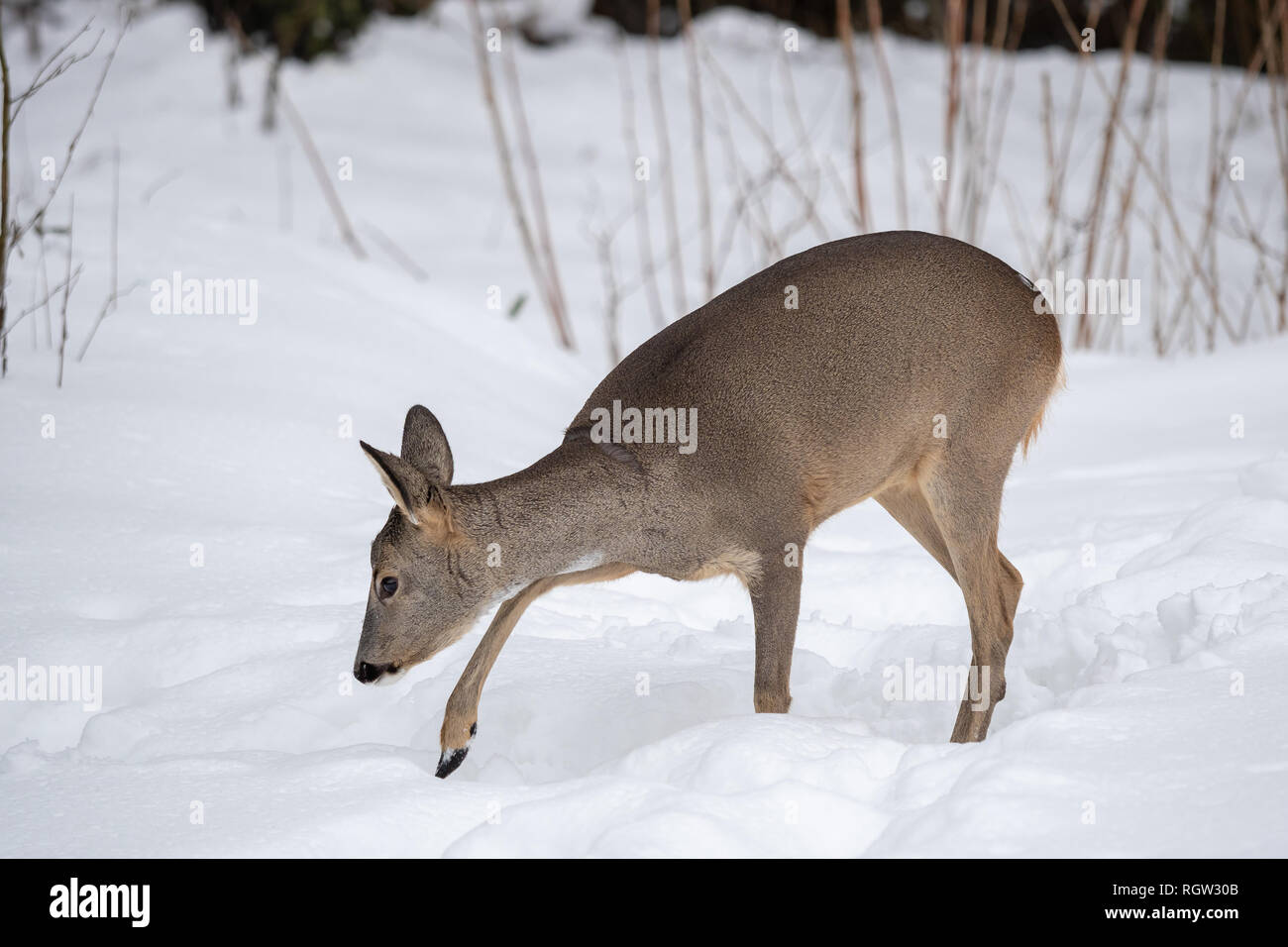 Roe deer and christmas trees hi-res stock photography and images - Alamy