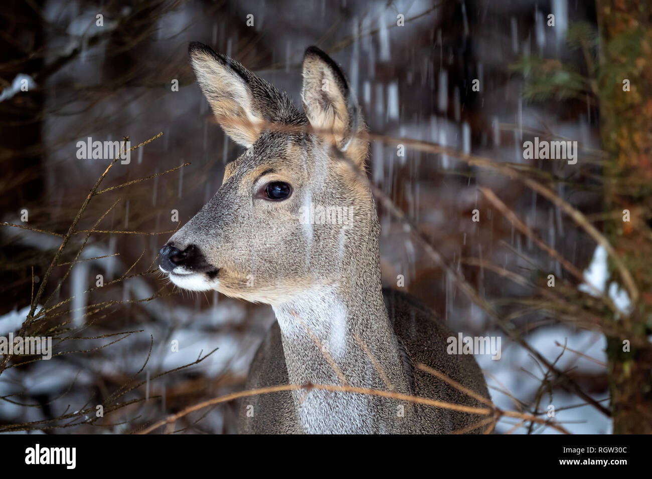 Wild roe deer in winter nature. Capreolus capreolus Stock Photo - Alamy