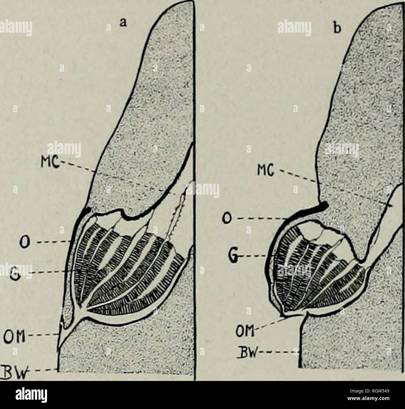 Mc kie hi-res stock photography and images - Alamy
