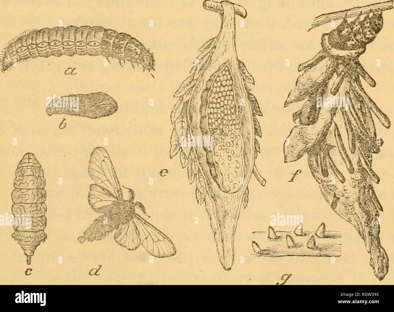 Haw moth hi-res stock photography and images - Alamy