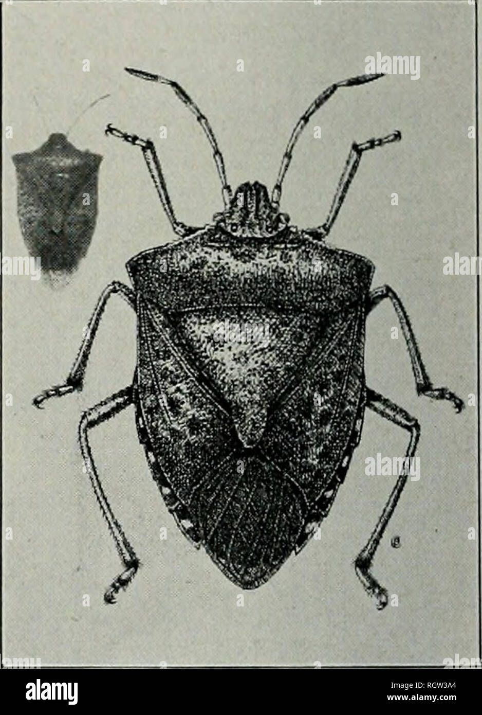 Tarnished plant bug lygus bug hi-res stock photography and images - Alamy