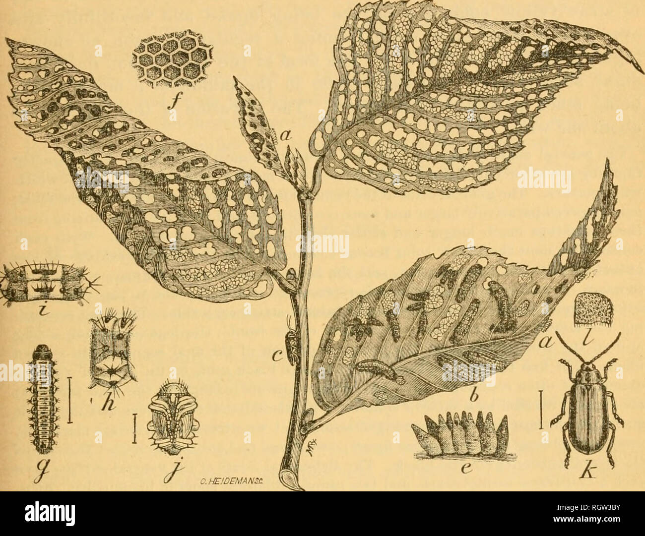. Bulletin. Insects; Insect pests; Entomology; Insects; Insect pests ...