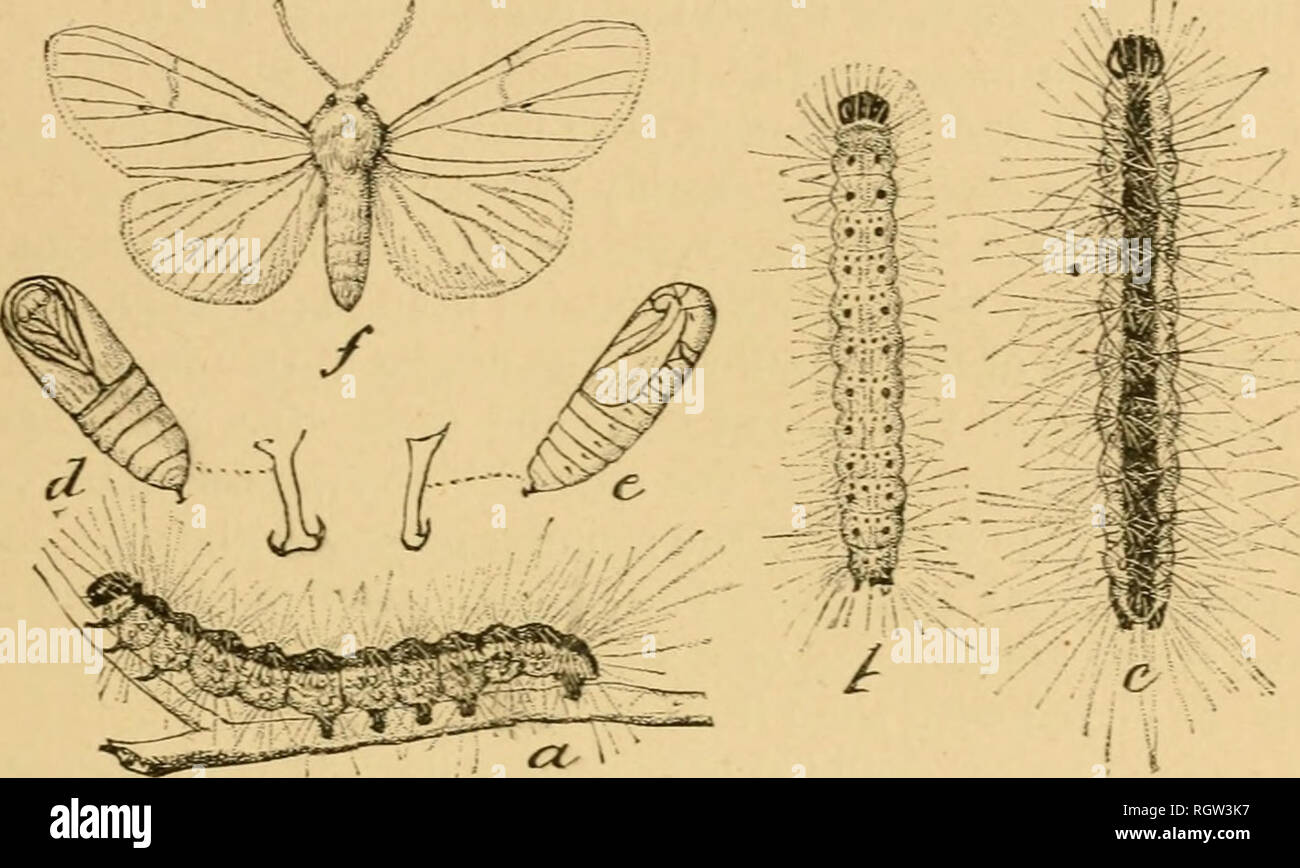 . Bulletin. Insects; Insect pests; Entomology; Insects; Insect pests ...