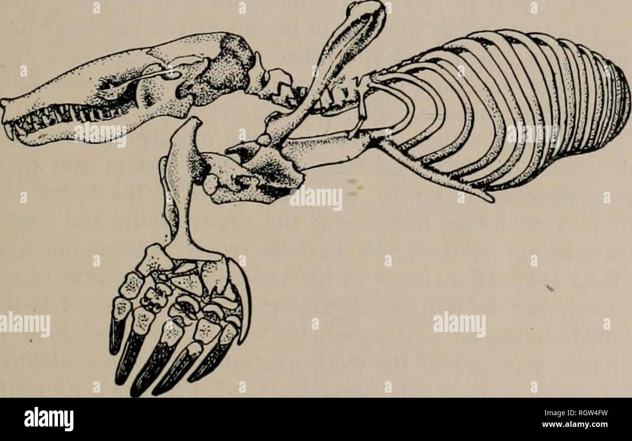 Five toed feet hi-res stock photography and images - Alamy