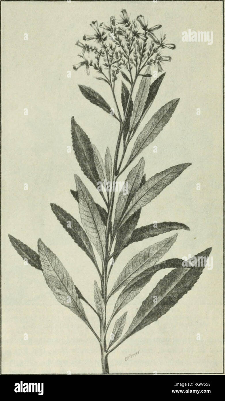 Tarweed plant hi-res stock photography and images - Alamy