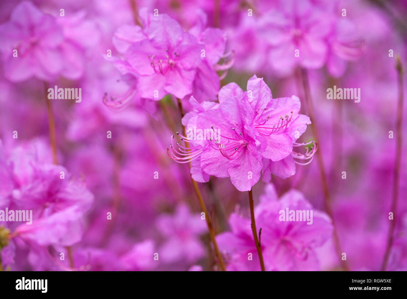 Rhododendron Mucronulatum Korean Rhododendron flower close up. Seoul ...