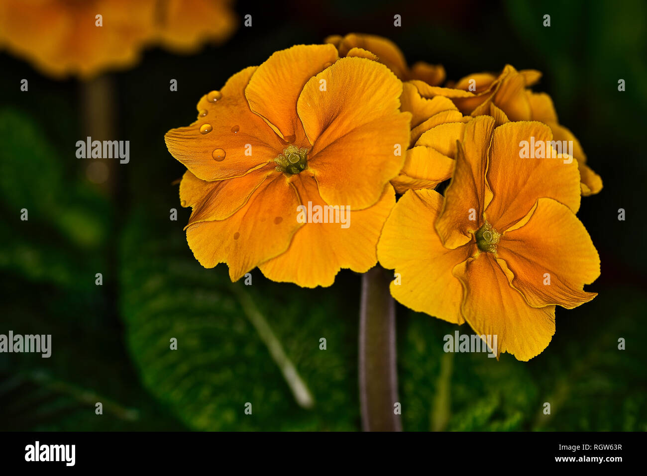 Plants Flowers Macro Photography Stock Photo - Alamy