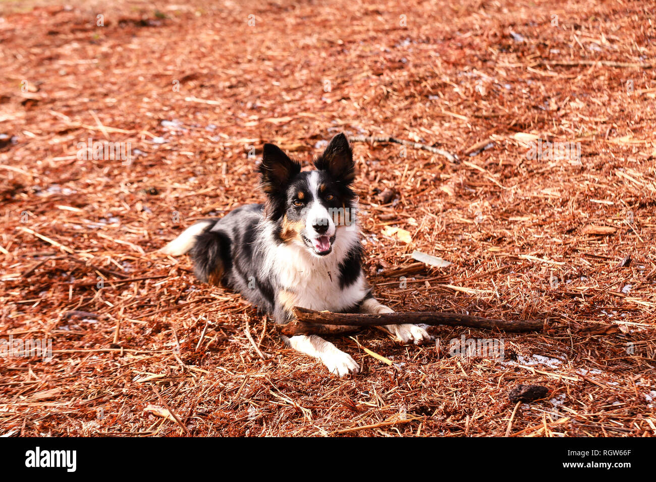 Border collie stick hi-res stock photography and images - Alamy