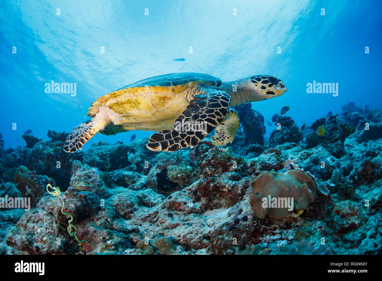 Sea turtle under the water surface hi-res stock photography and images ...
