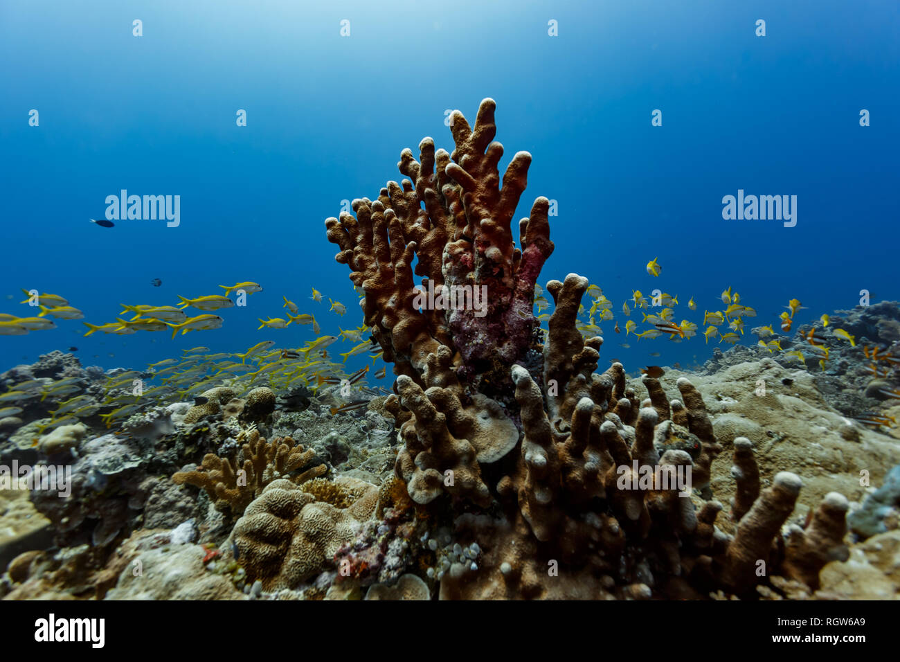 Tube coral hi-res stock photography and images - Alamy