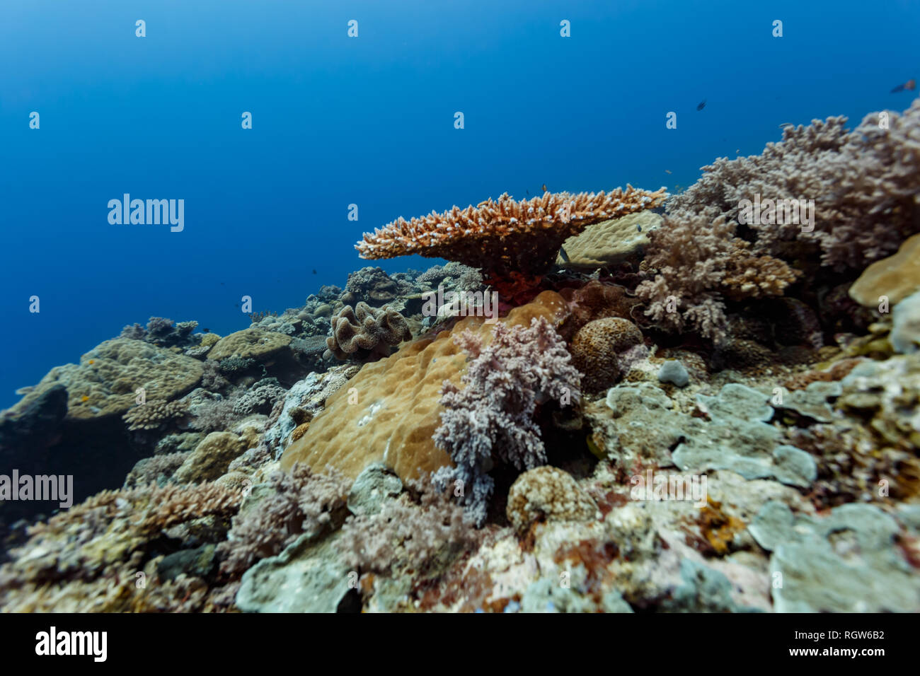 Variety in marine life hi-res stock photography and images - Alamy