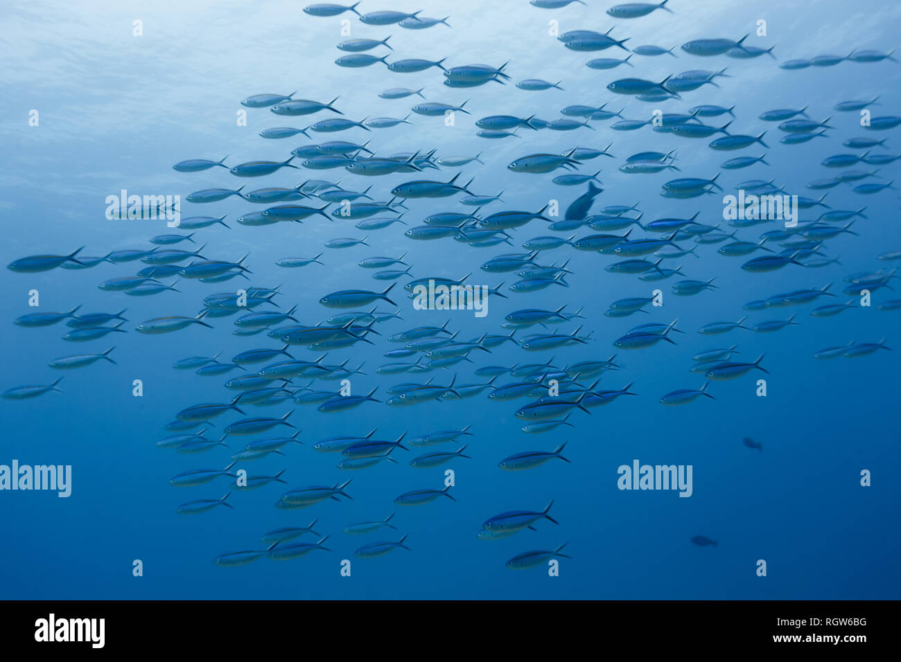 South pacific fish hi-res stock photography and images - Alamy