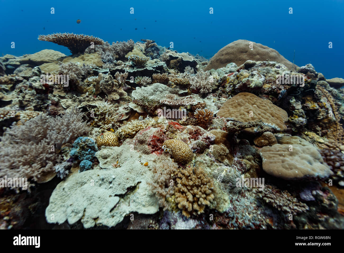 Closeup of variety sizes, shapes, and colors of coral reef in Palau ...