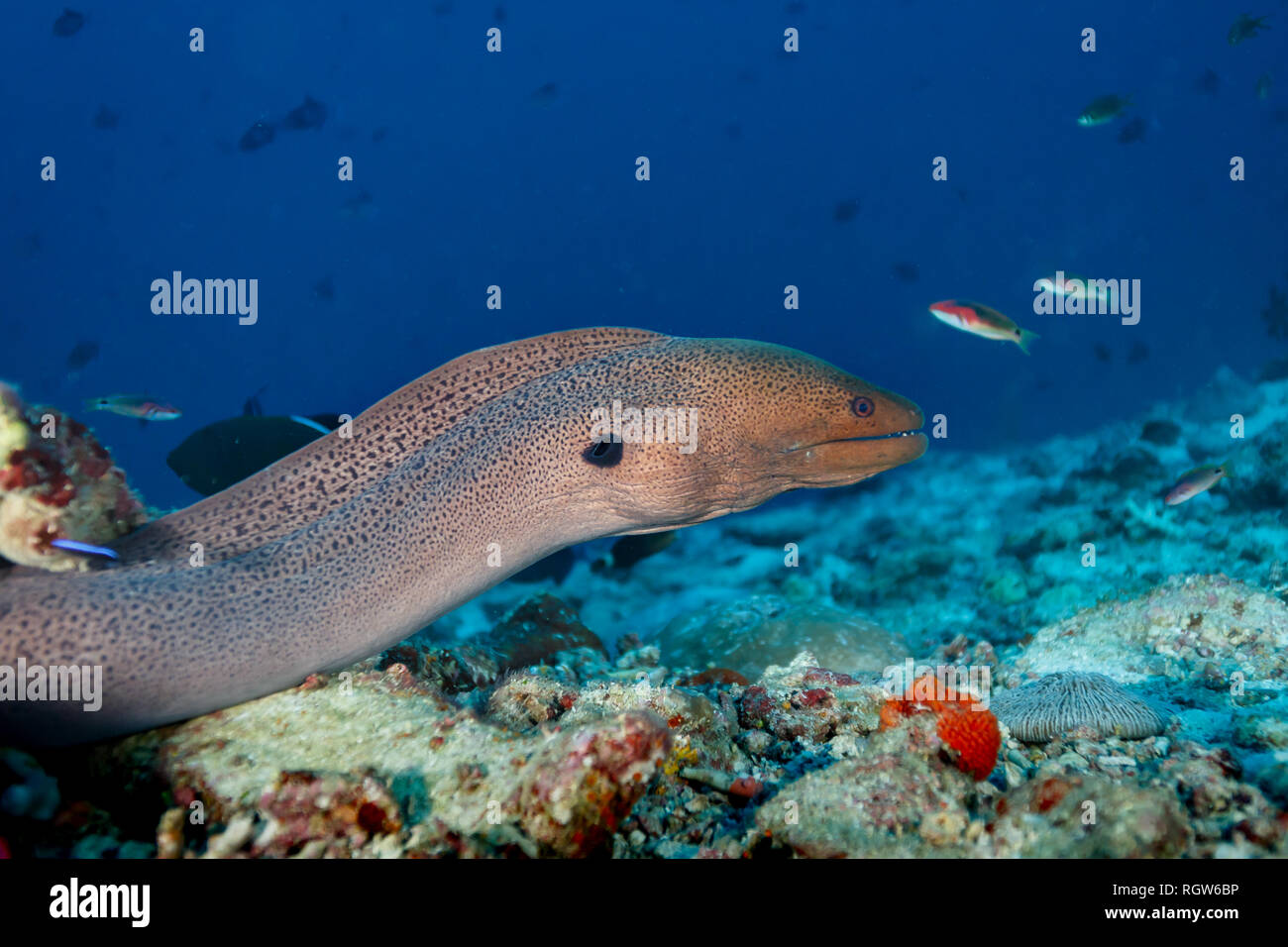 Closeup of morey eel swimming over colorful coral on reef Stock Photo ...