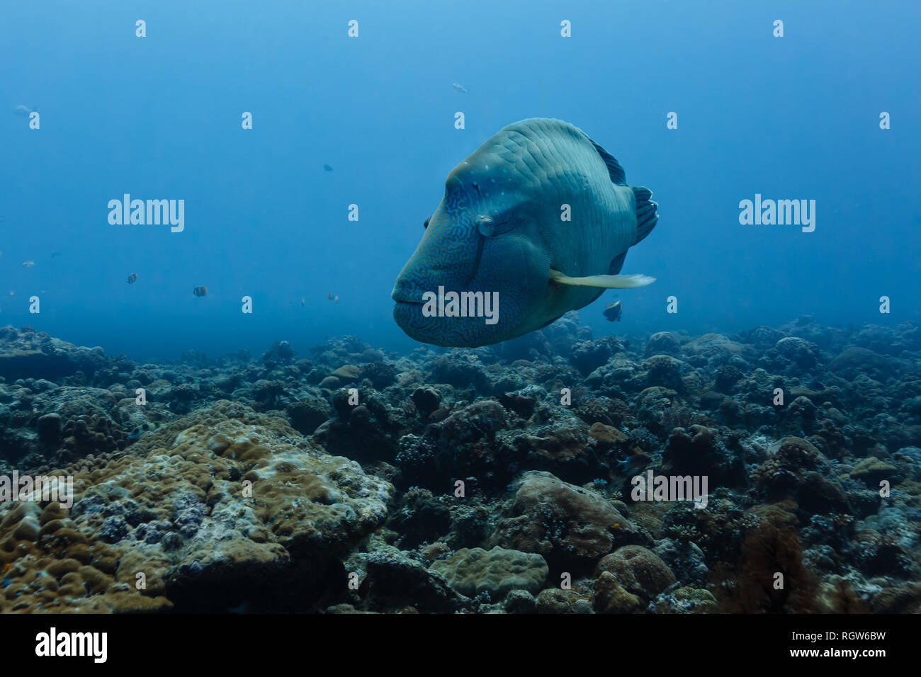 Bumphead fish hi-res stock photography and images - Alamy