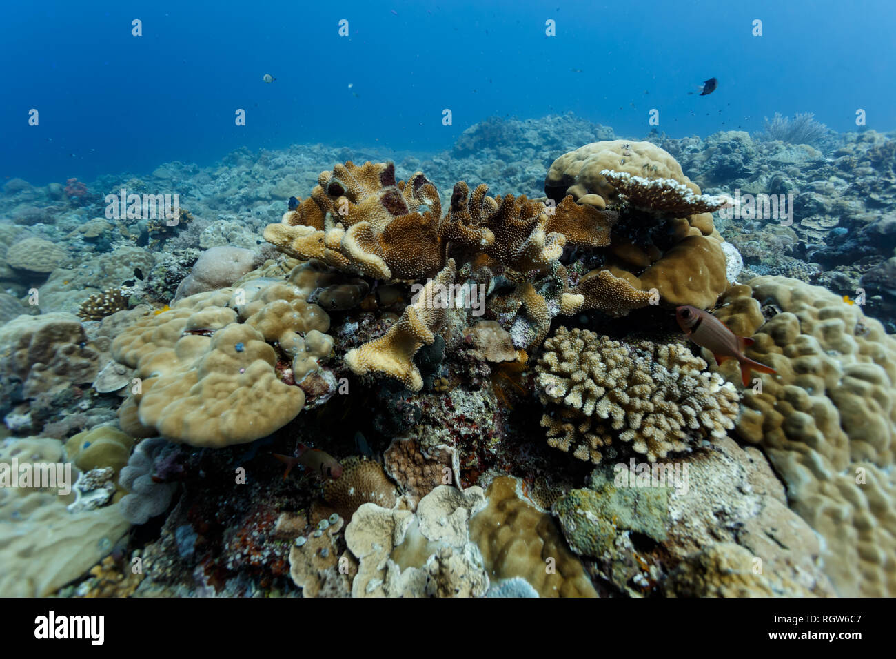 Pacific oceanlife hi-res stock photography and images - Alamy