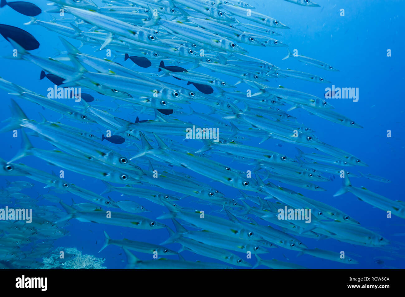 School Of Barracuda Fish Swimming Underwater High Resolution Stock ...