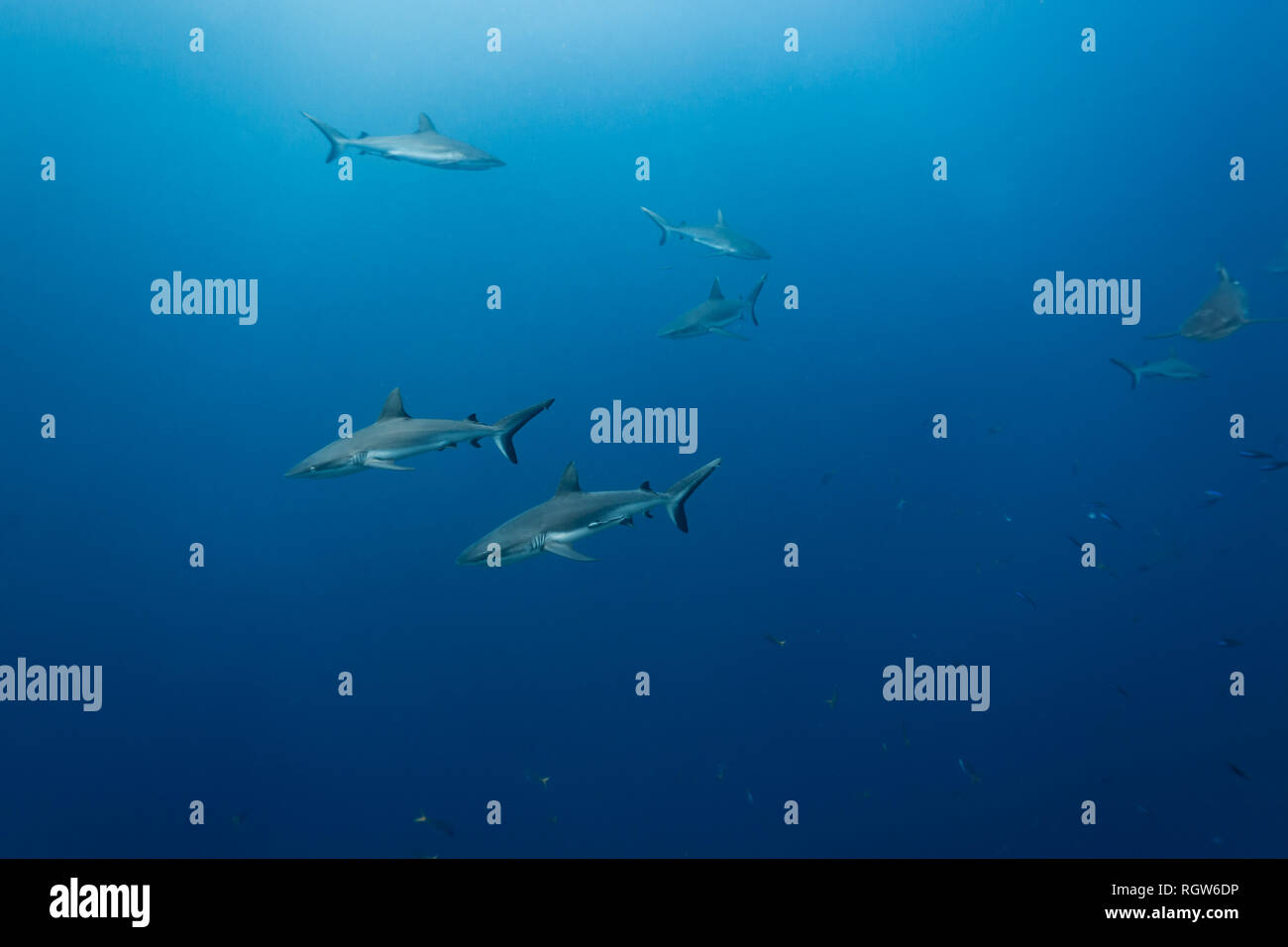 Shark circling hi-res stock photography and images - Alamy