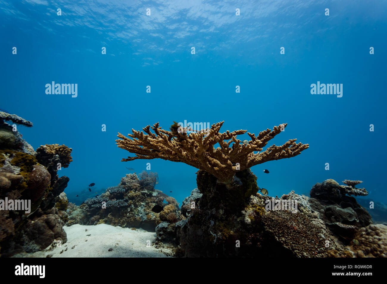 Branching coral formation hi-res stock photography and images - Alamy