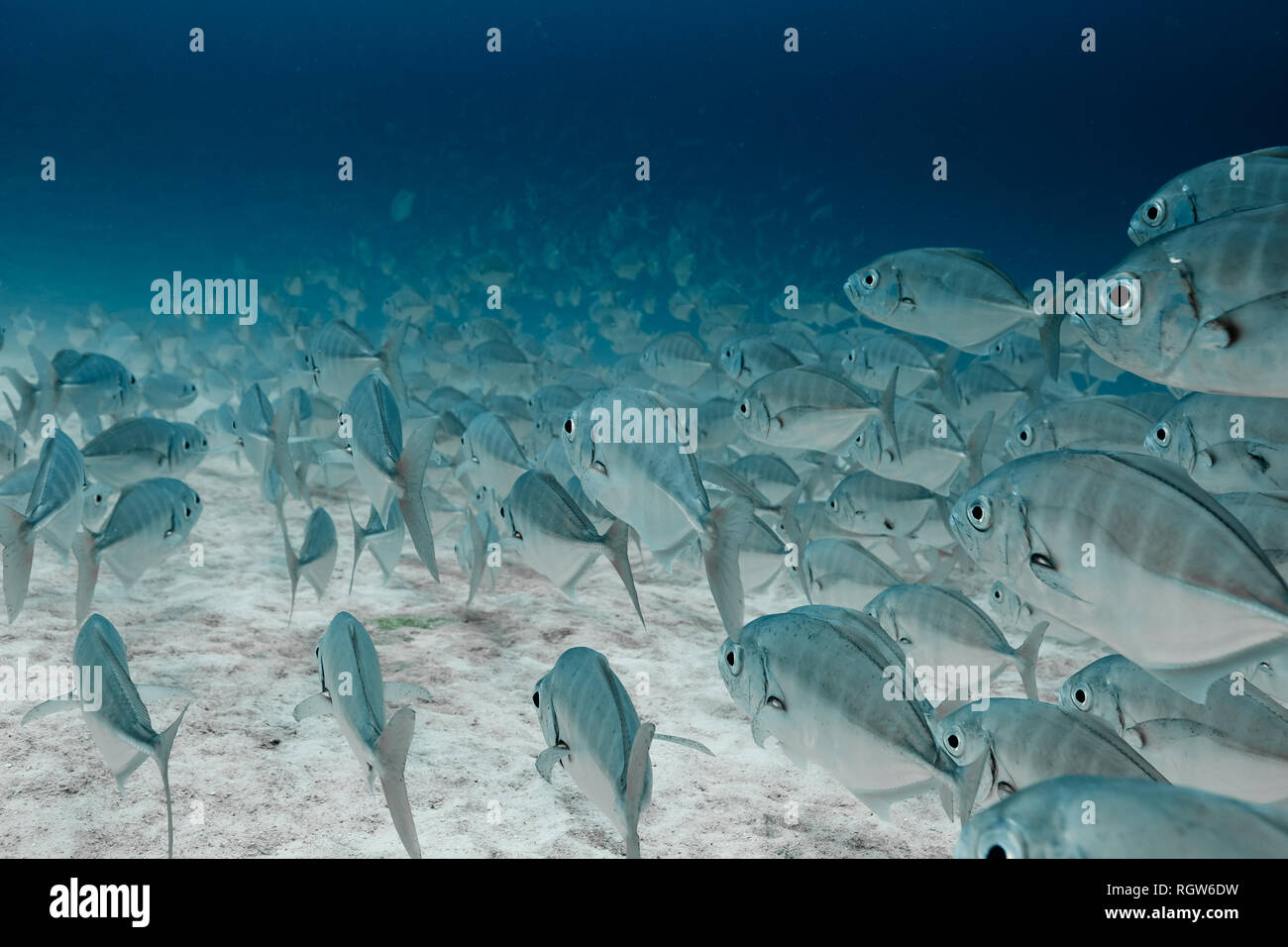 Silver fish hi-res stock photography and images - Alamy