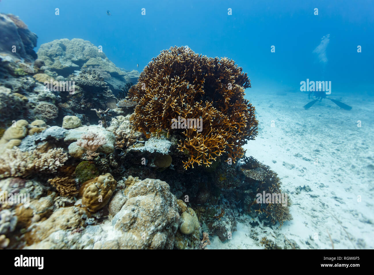 closeup of branching coral at edge of coral reef Stock Photo - Alamy