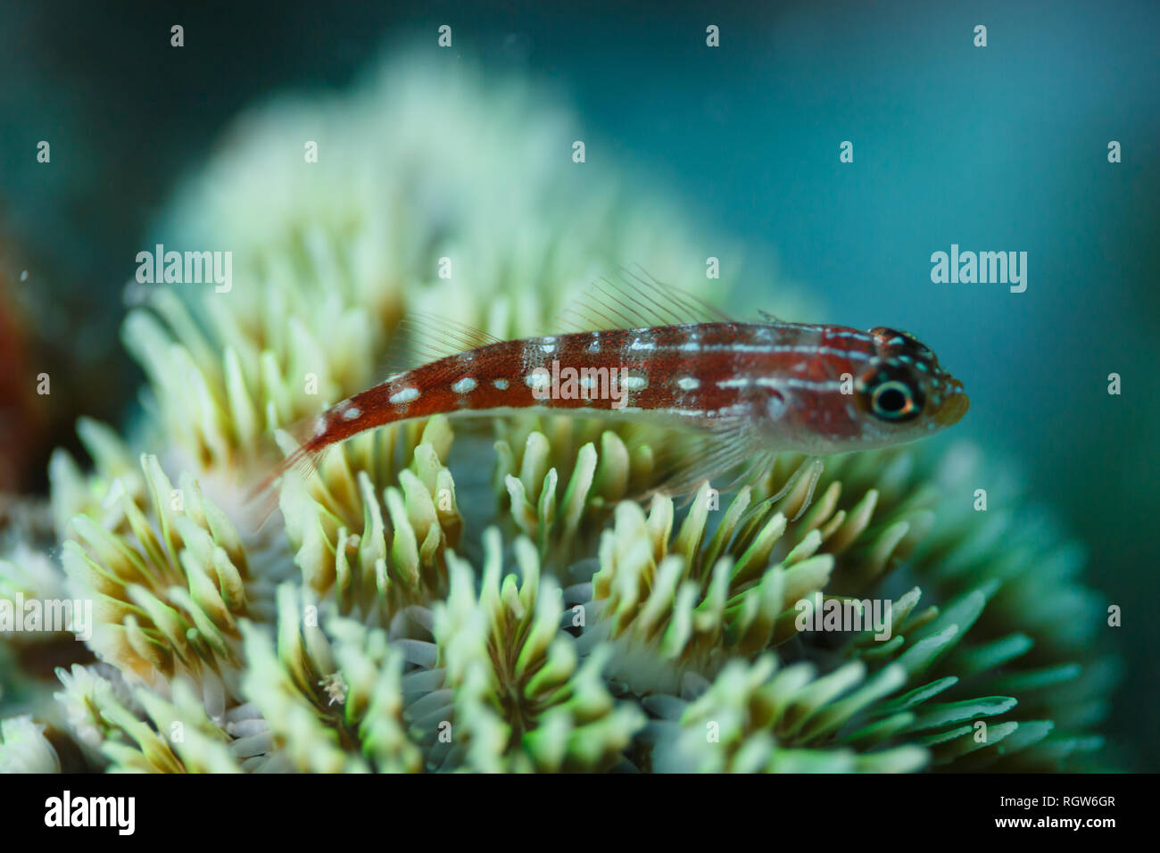 Beautiful striped fish slowly fish hi-res stock photography and images ...