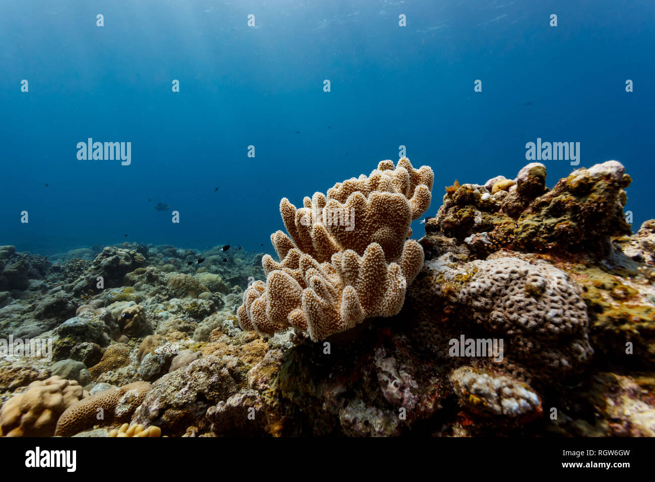 Brain coral formation hi-res stock photography and images - Alamy
