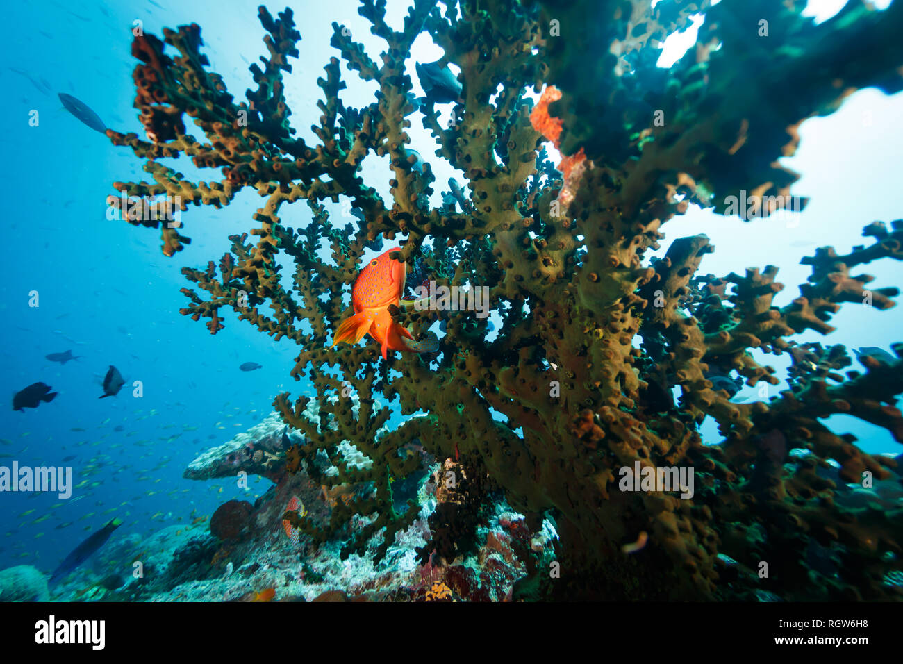Closeup of bright orange coral cod fish swimming between branches of ...