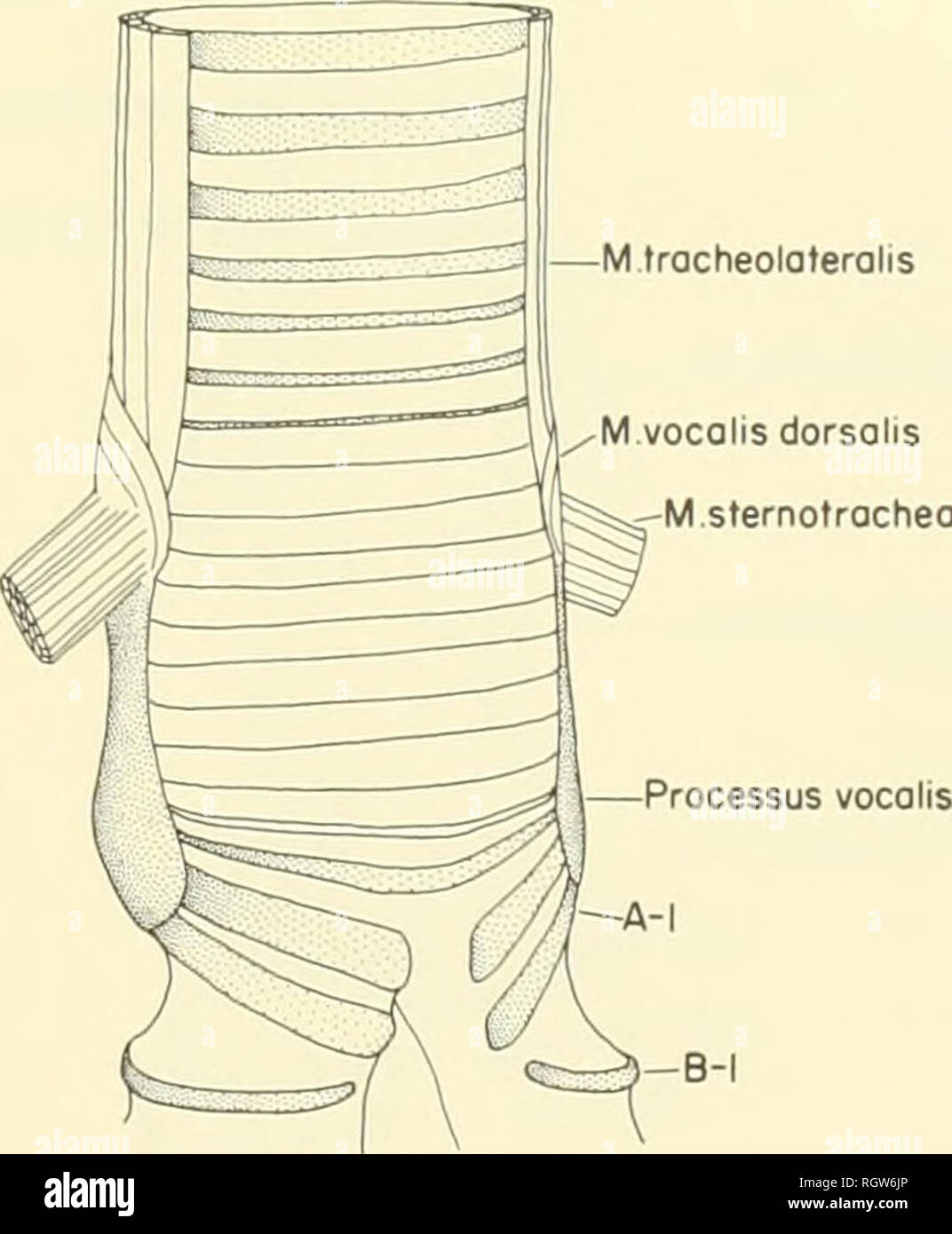 . Bulletin. Natural history. M.tracheolateralis M sternotrachealis M ...