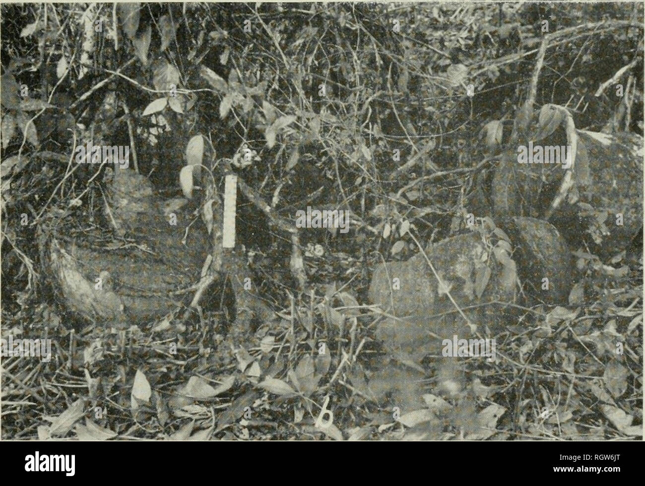 Unexcavated area hi-res stock photography and images - Alamy