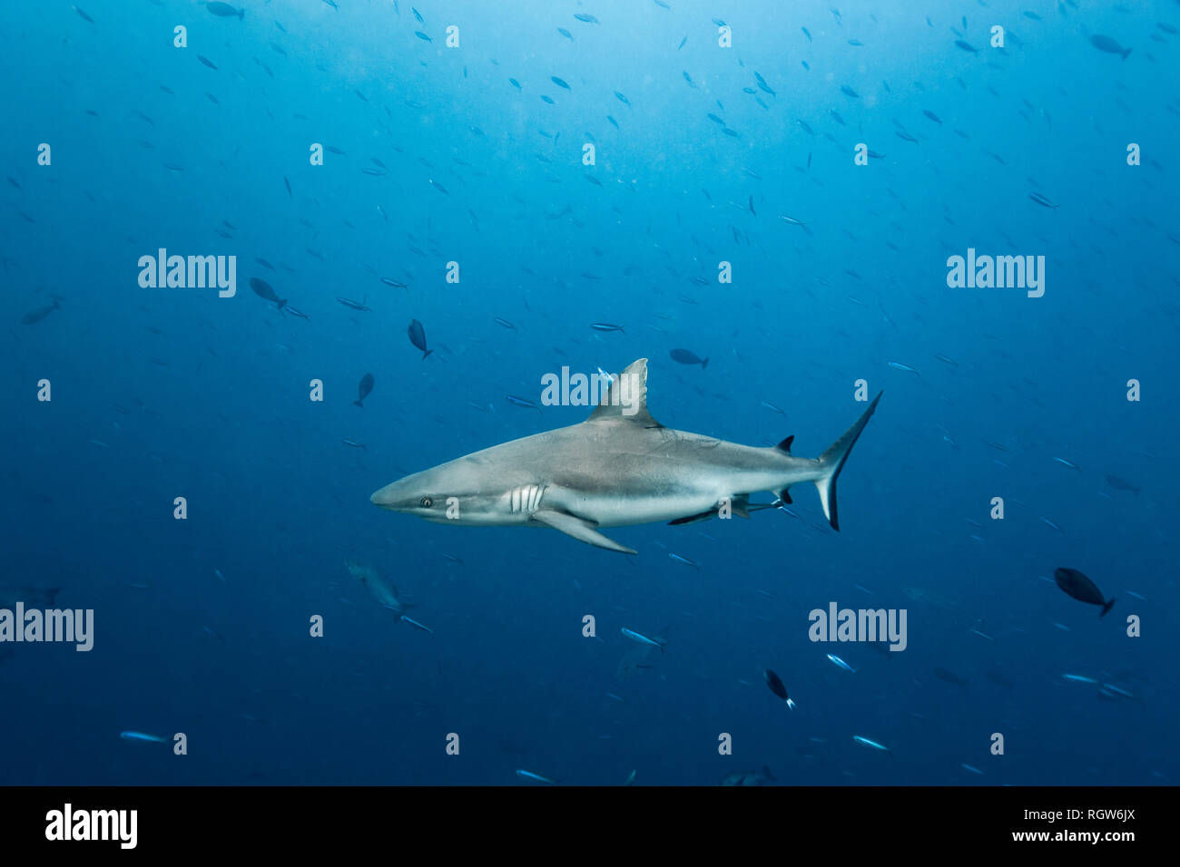 South side school hi-res stock photography and images - Alamy