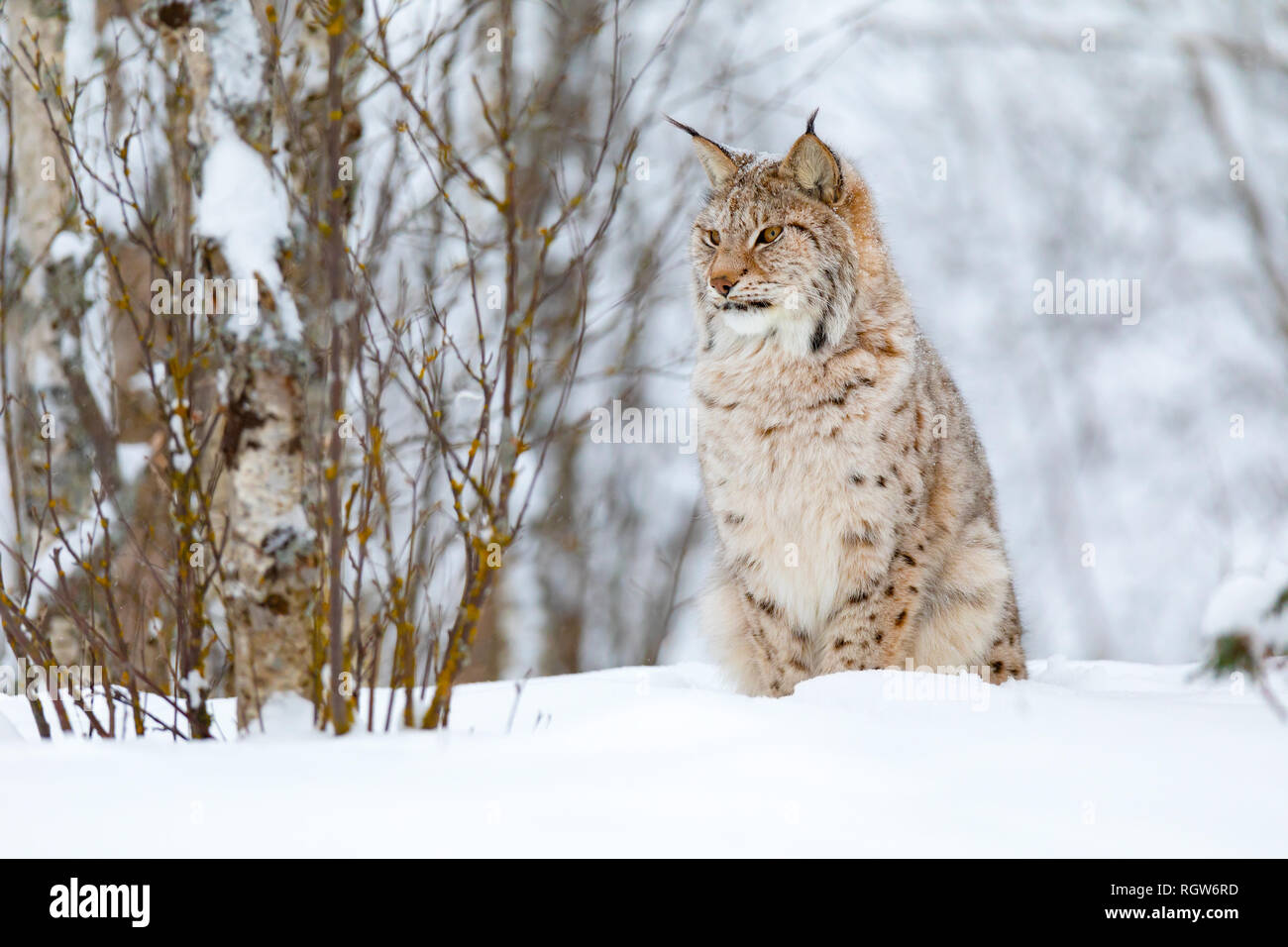Lynx cute hi-res stock photography and images - Alamy