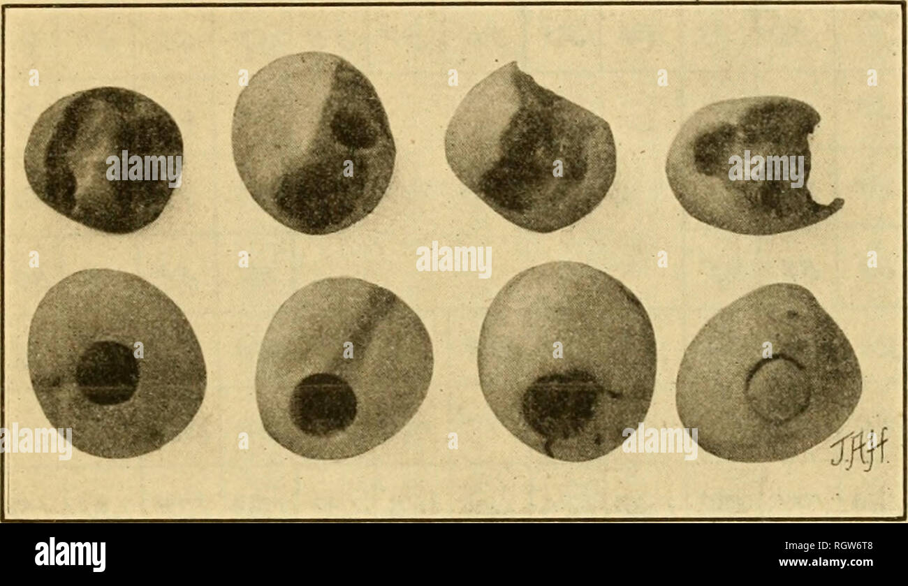. Bulletin. Insects; Insect pests; Entomology; Insects; Insect pests ...