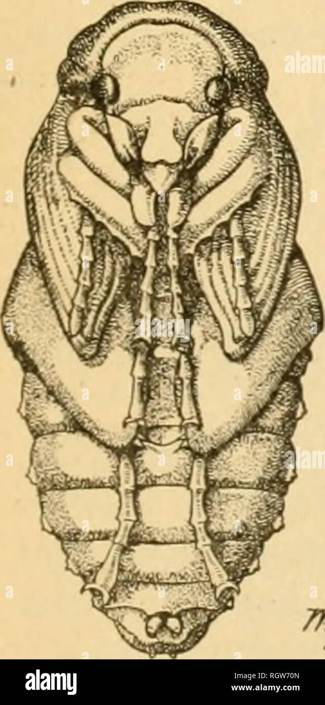 . Bulletin. Insects; Insect pests; Entomology; Insects; Insect pests ...