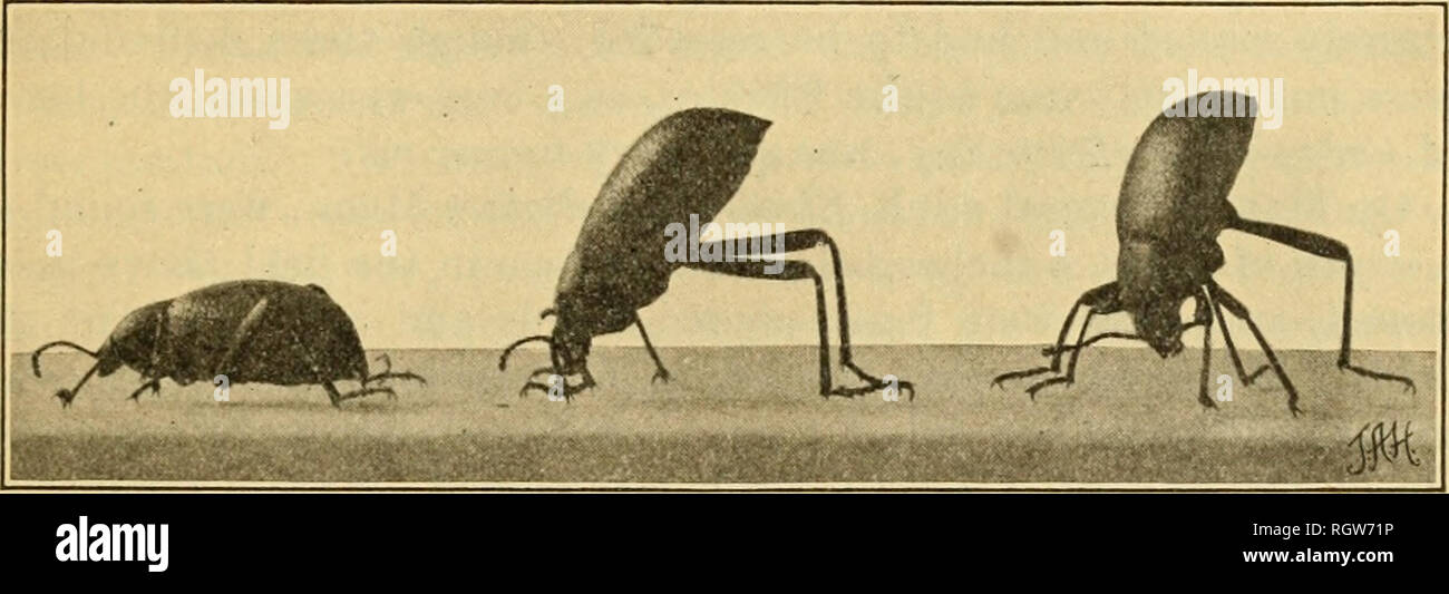 Saprophagous species hi-res stock photography and images - Alamy