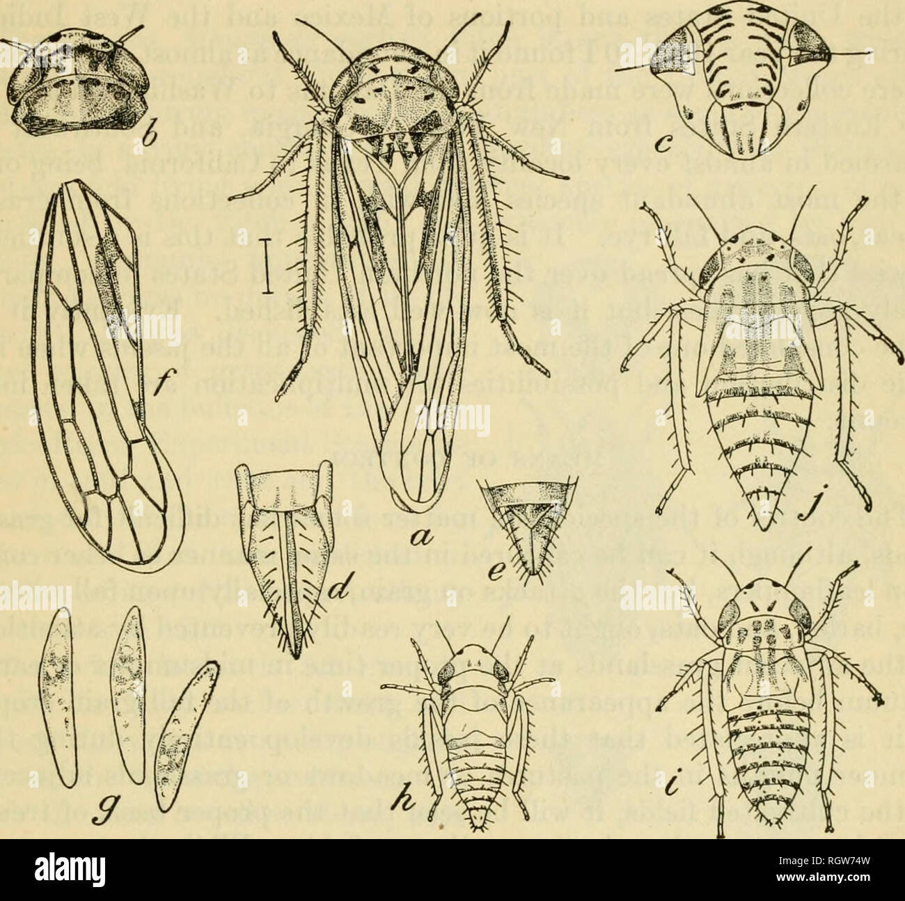 . Bulletin. Insects; Insect pests; Entomology; Insects; Insect pests ...