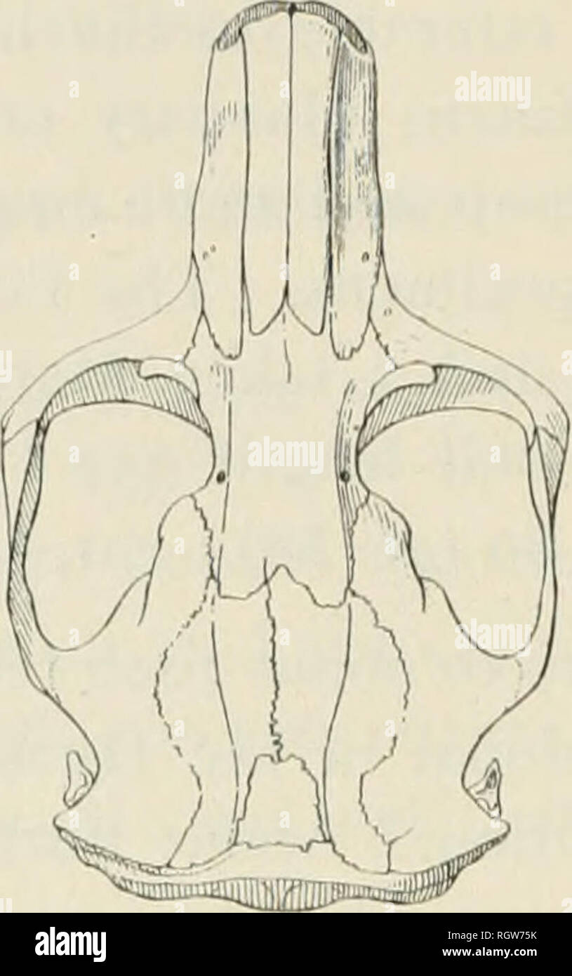 . Bulletin - American Museum of Natural History. Natural history ...