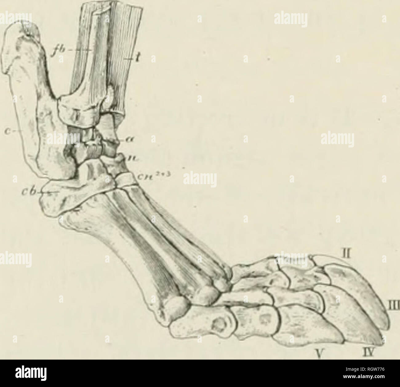 Cuneiforms hi-res stock photography and images - Alamy