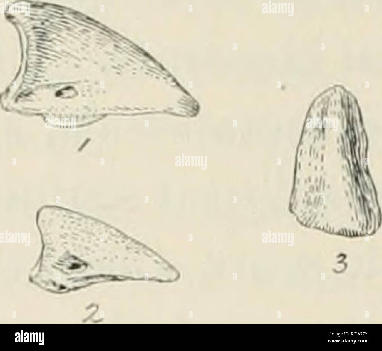 . Bulletin - American Museum of Natural History. Natural history ...