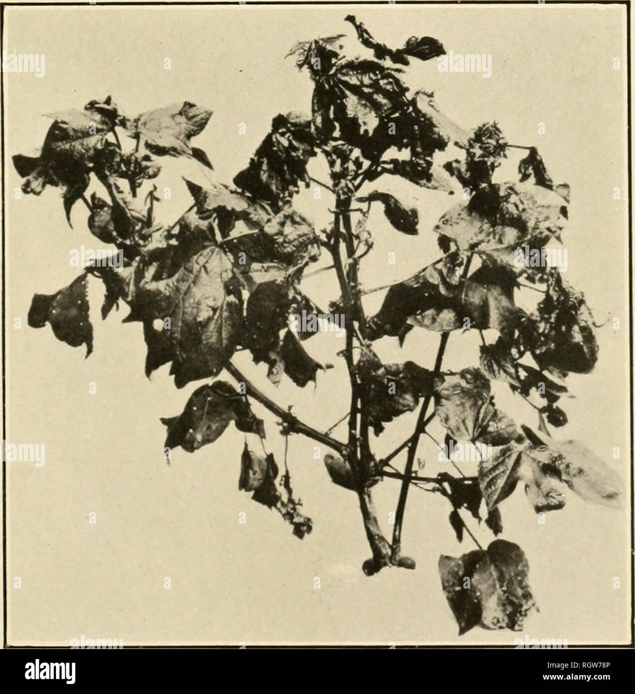 . Bulletin. Insects; Insect pests; Entomology; Insects; Insect pests ...