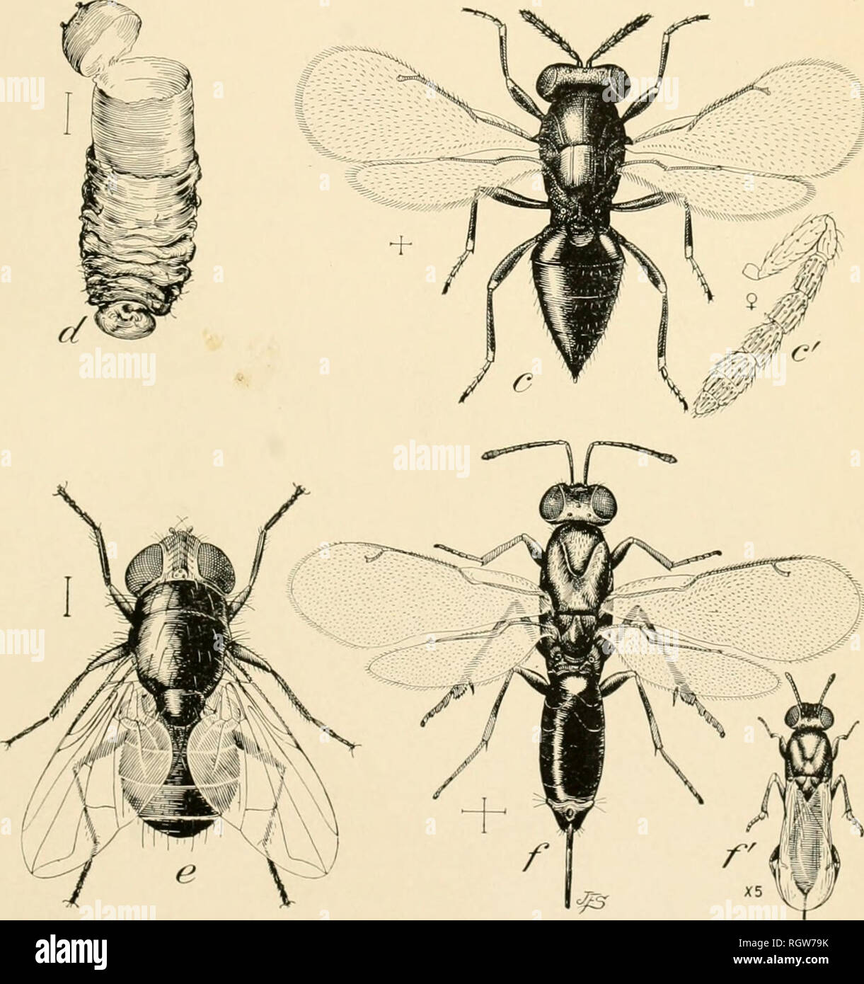 . Bulletin. Insects; Insect pests; Entomology; Insects; Insect pests ...