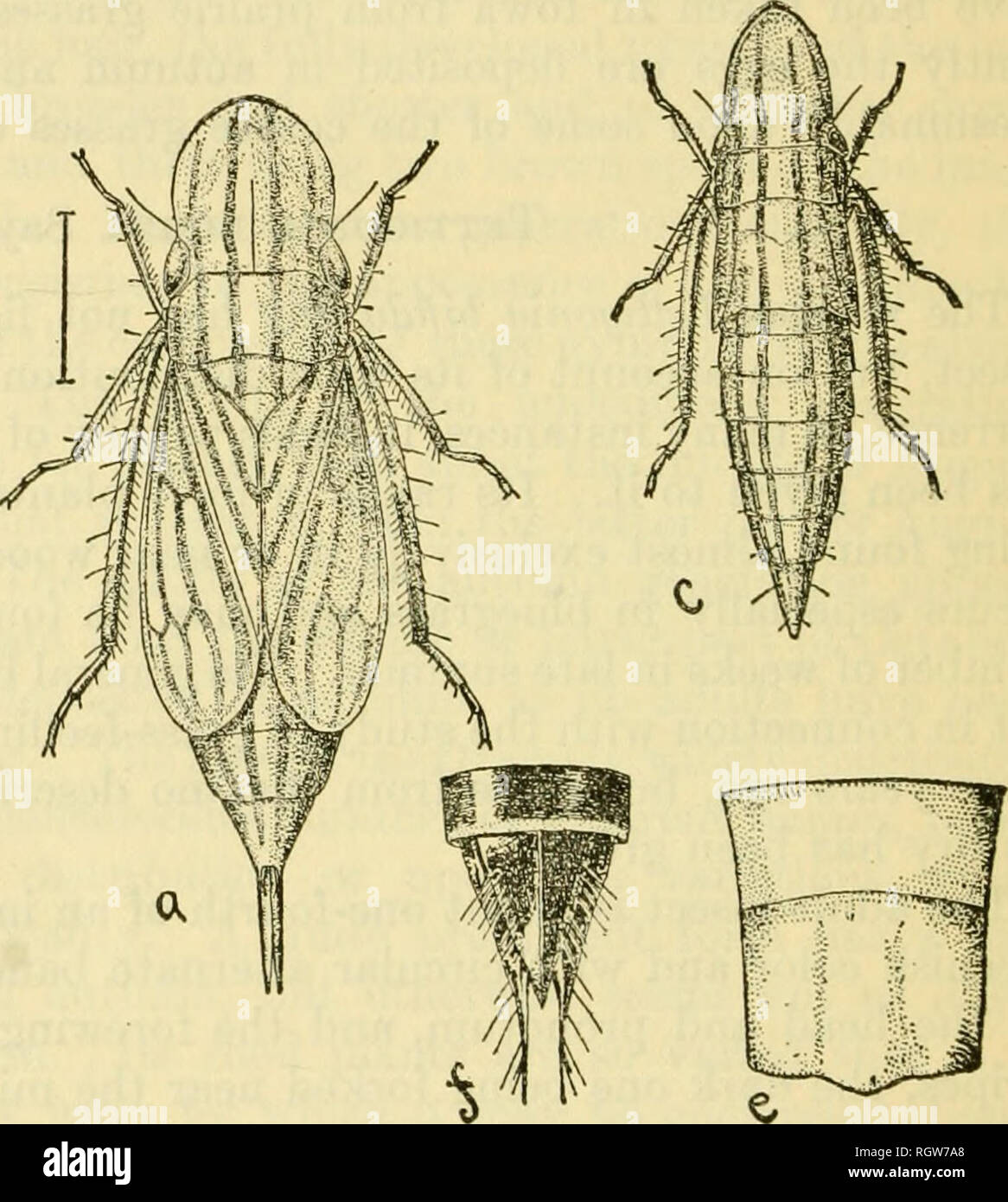 Female To Male Genitalia