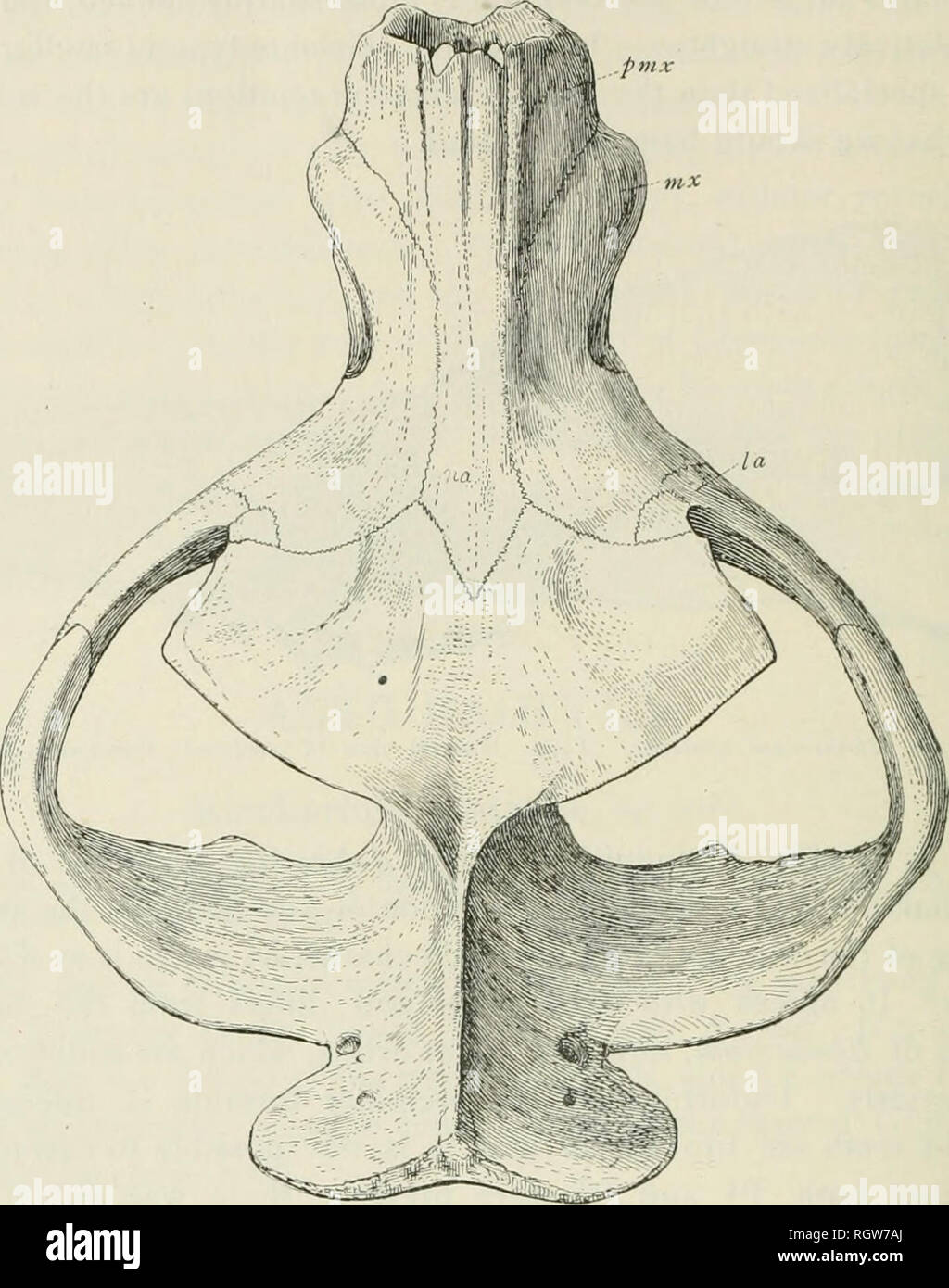 . Bulletin - American Museum of Natural History. Natural history ...